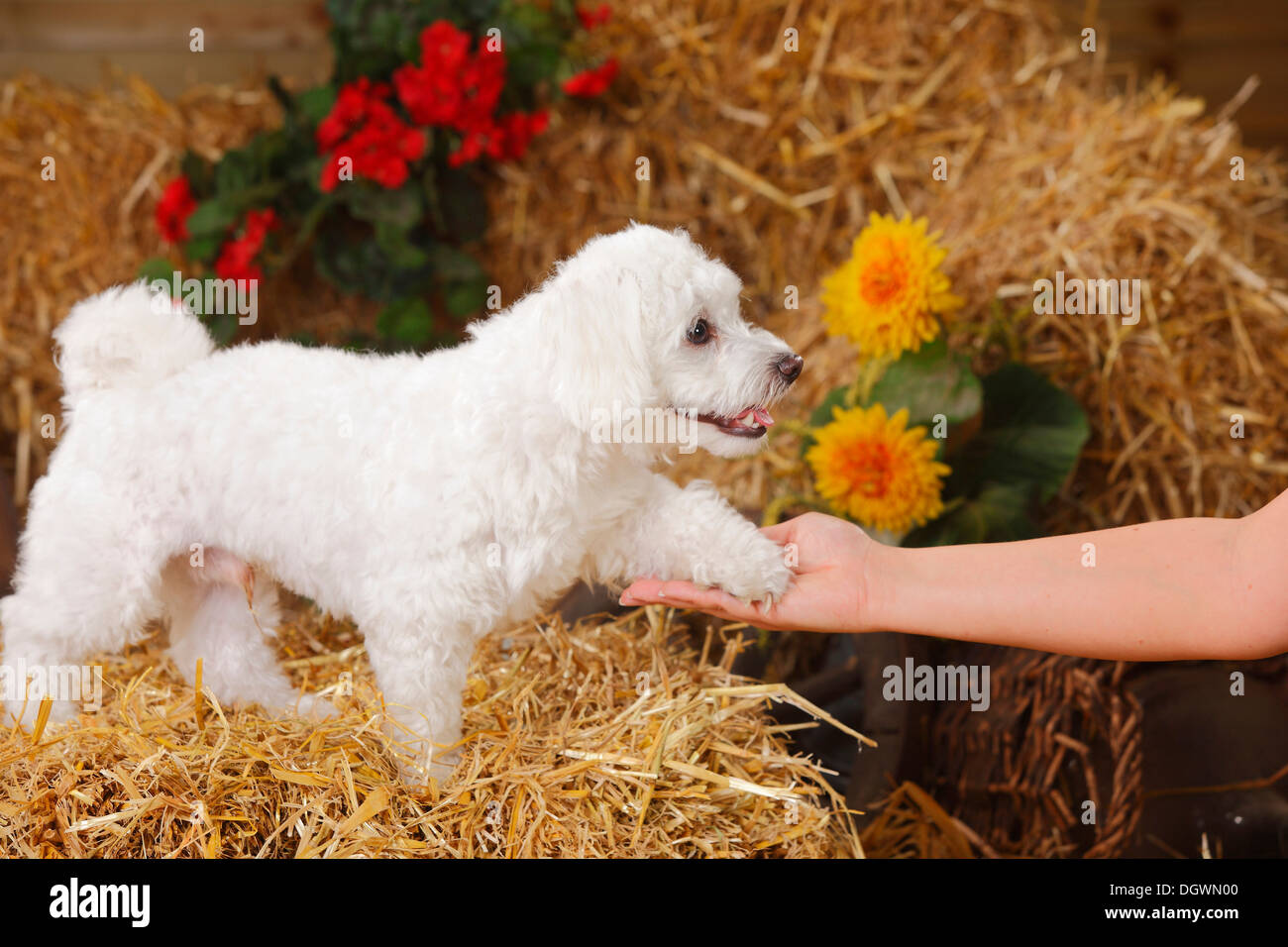 Maltese giving paw |Malteser gibt Pfoetchen / Pfote Stock Photo - Alamy