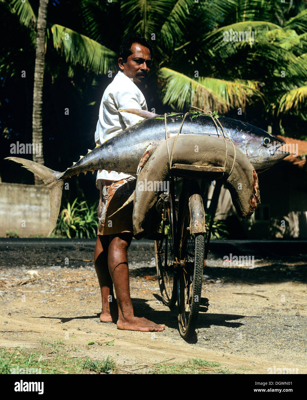 Man transporting a whole tuna fish on a bicycle, Beruwala, Beruwala ...