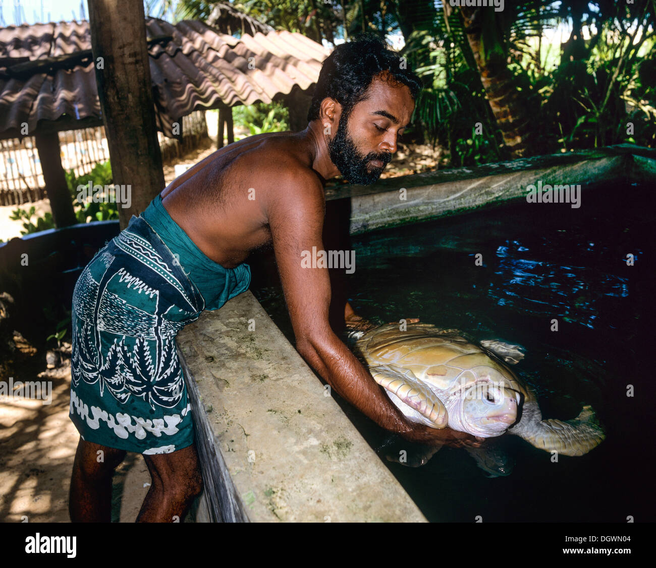 Man with very rare albino turtle, Hawksbill Sea Turtle (Eretmochelys ...