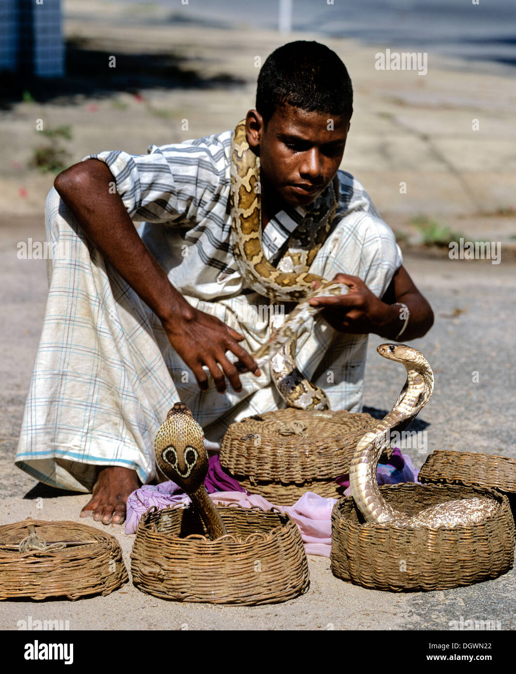 Snake charmer, boy with cobras, Colombo, Westprovinz, Sri Lanka Stock ...