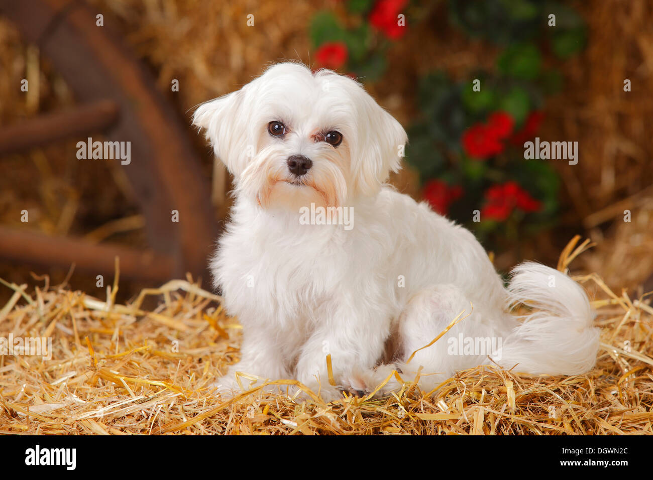 Maltese malteser hi-res stock photography and images - Alamy