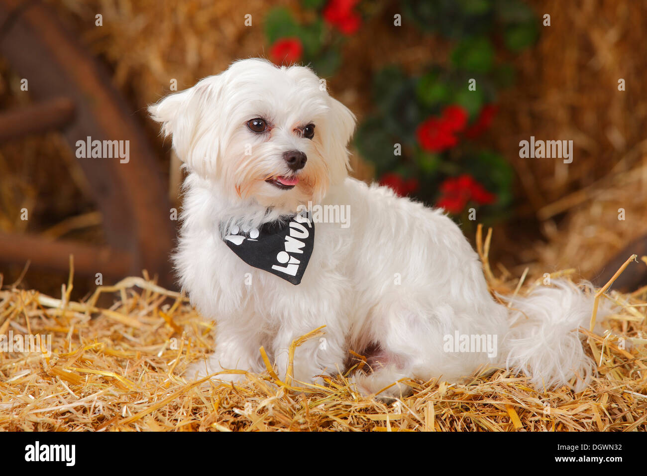 Maltese malteser hi-res stock photography and images - Alamy