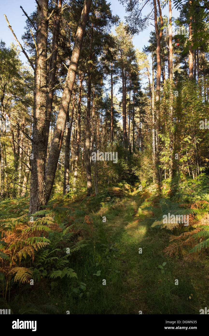 Site of Pictish Hill-fort at Craigmonie in Inverness-shire,Scotland ...