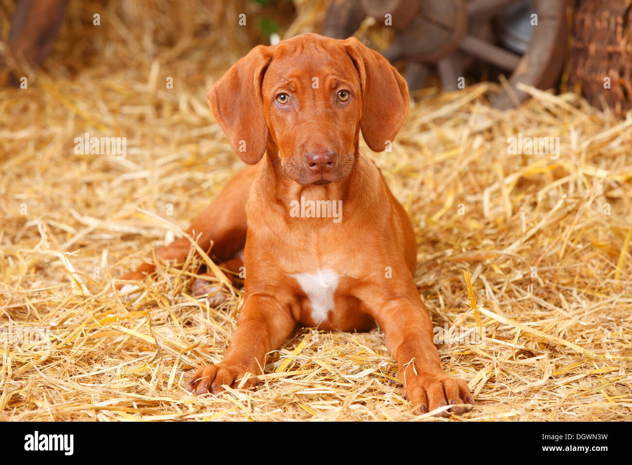 Rhodesian Rigdeback, puppy bitch, 14 weeks |Rhodesian Rigdeback, Welpe ...