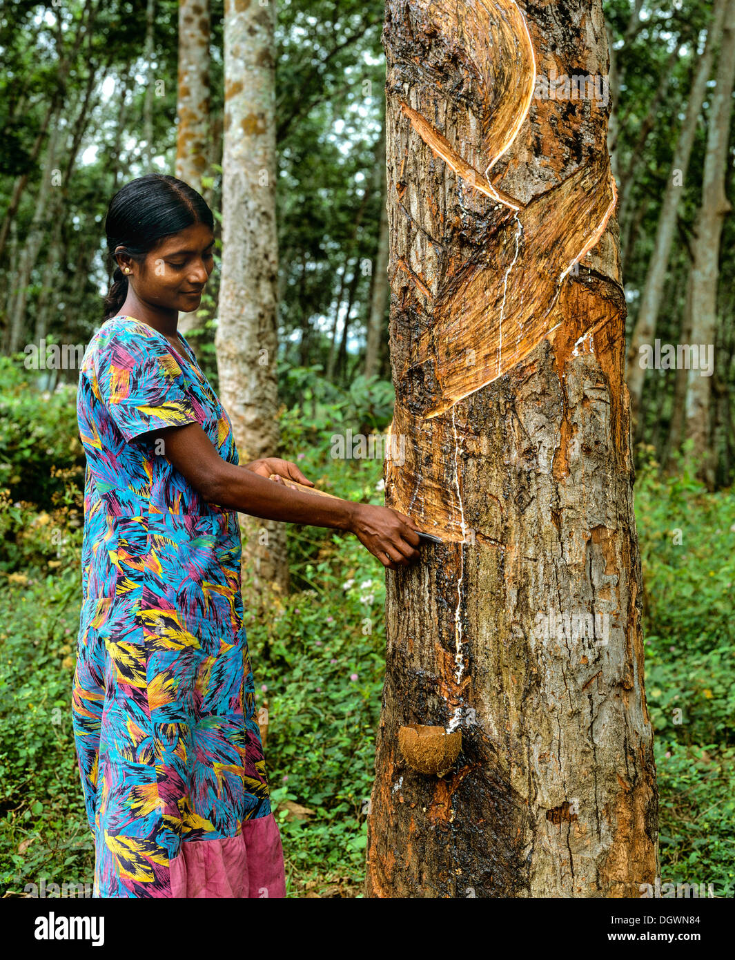 Woman scoring the rubber tree (Hevea brasiliensis), rubber production ...