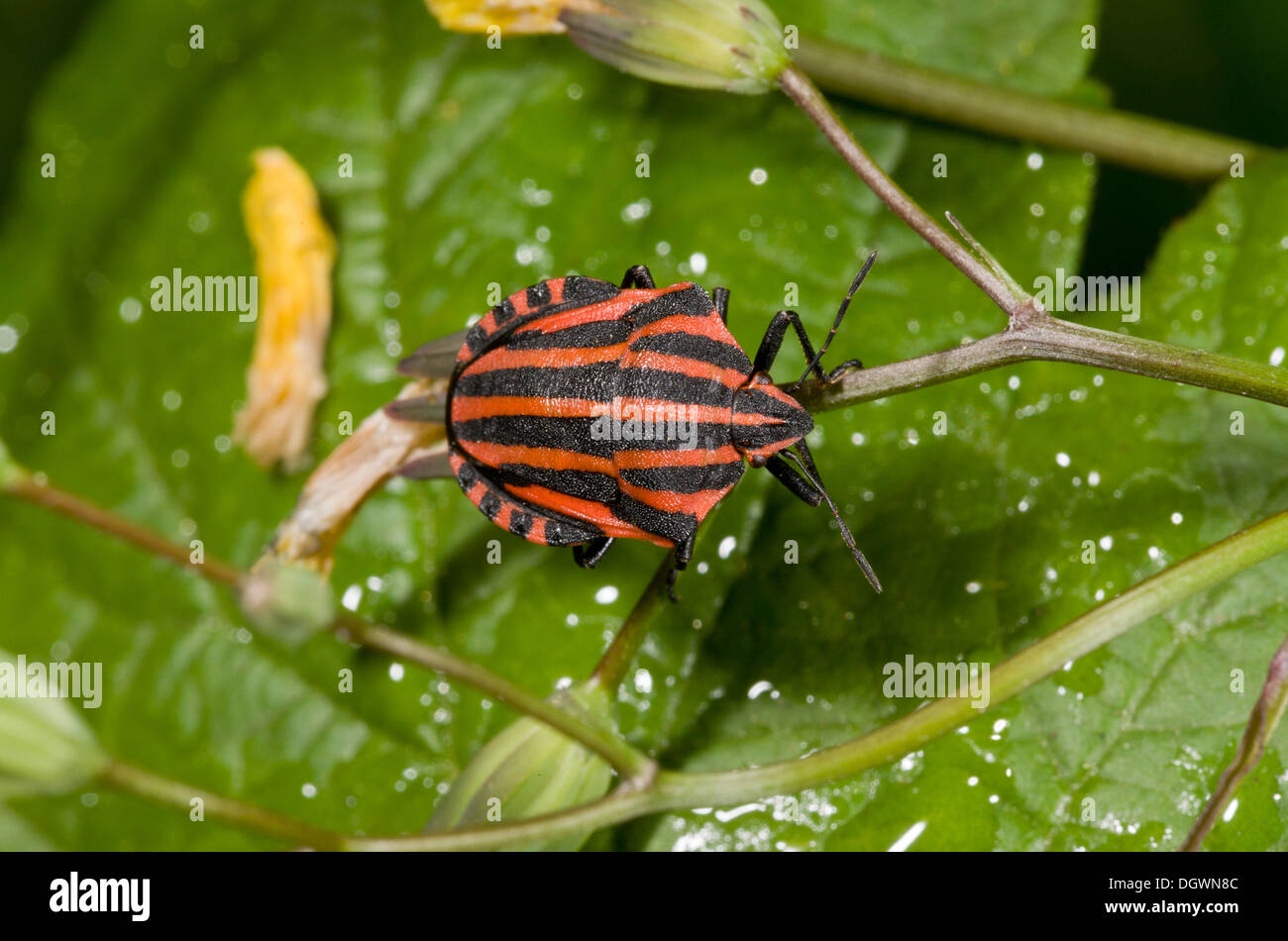 A shield-bug, Graphosoma italicum; France Stock Photo - Alamy