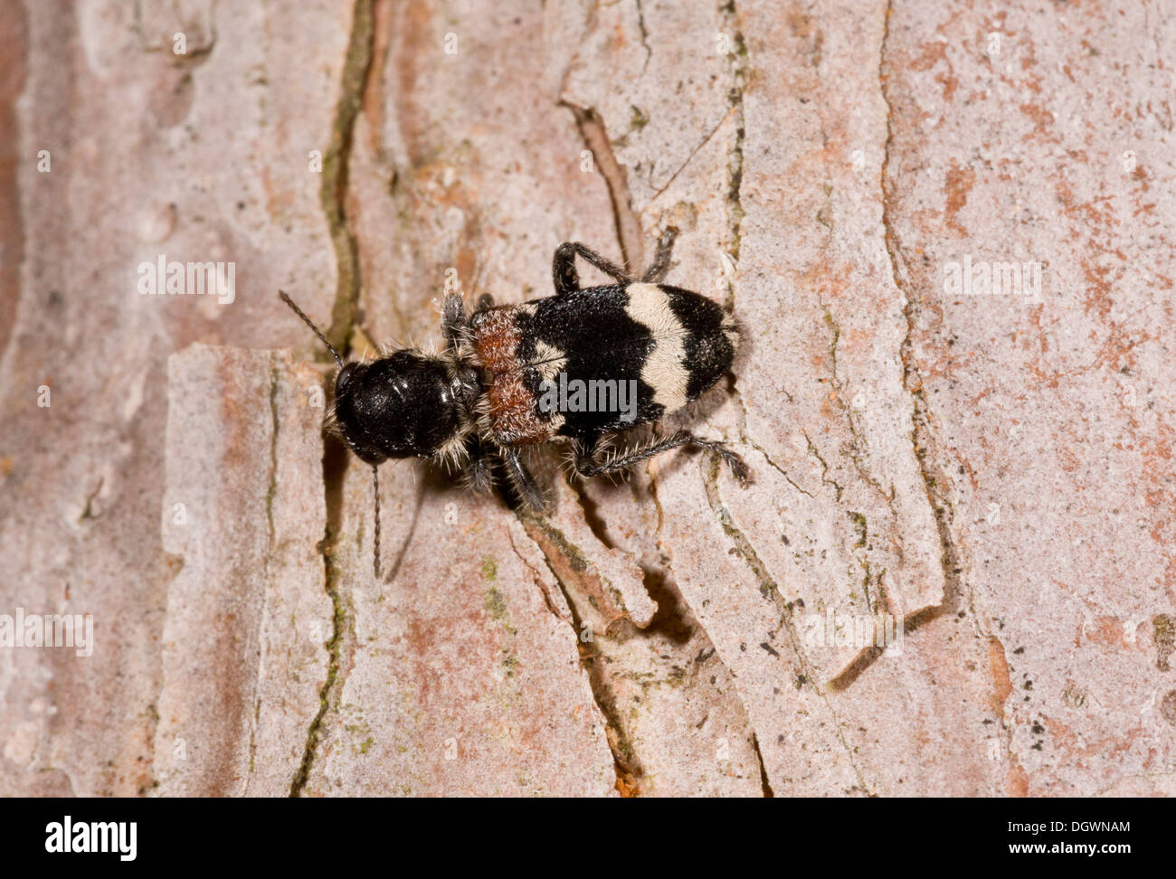 Clerus mutillarius hi-res stock photography and images - Alamy