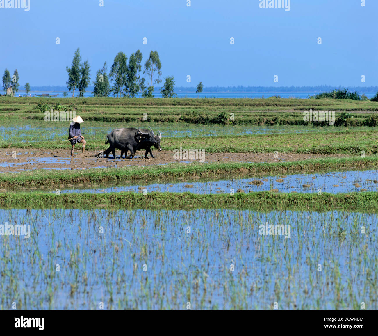 Vietnamese livestock rice farming hi-res stock photography and images ...
