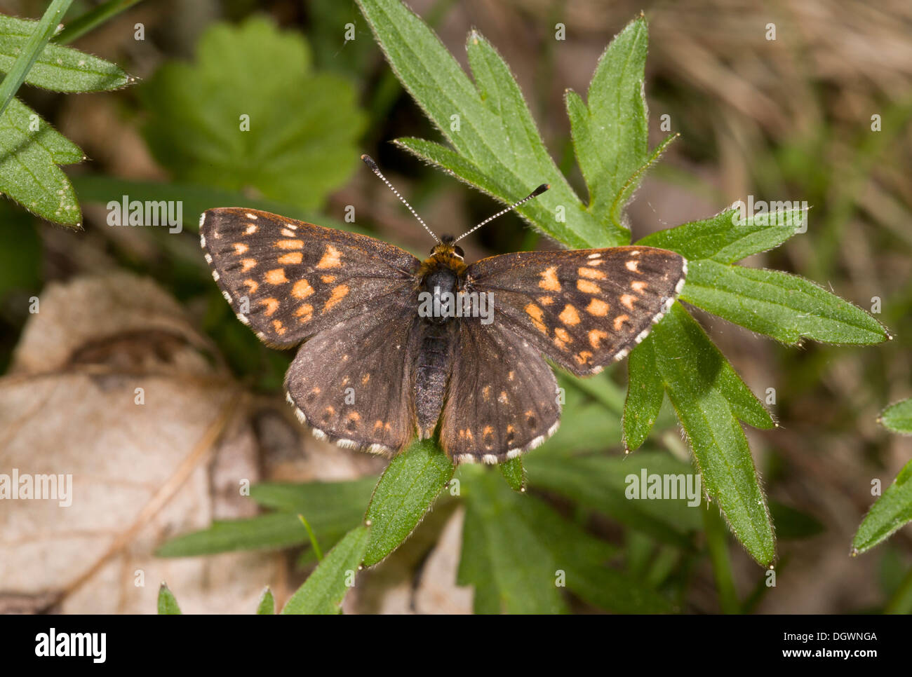 Male Duke of Burgundy fritillary, Hamearis lucina, butterfly Stock ...