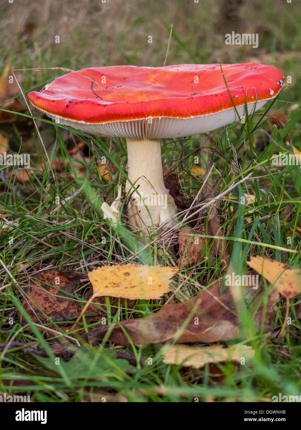 Sickener toadstool, Russula emetica, growing under birch trees on Able ...