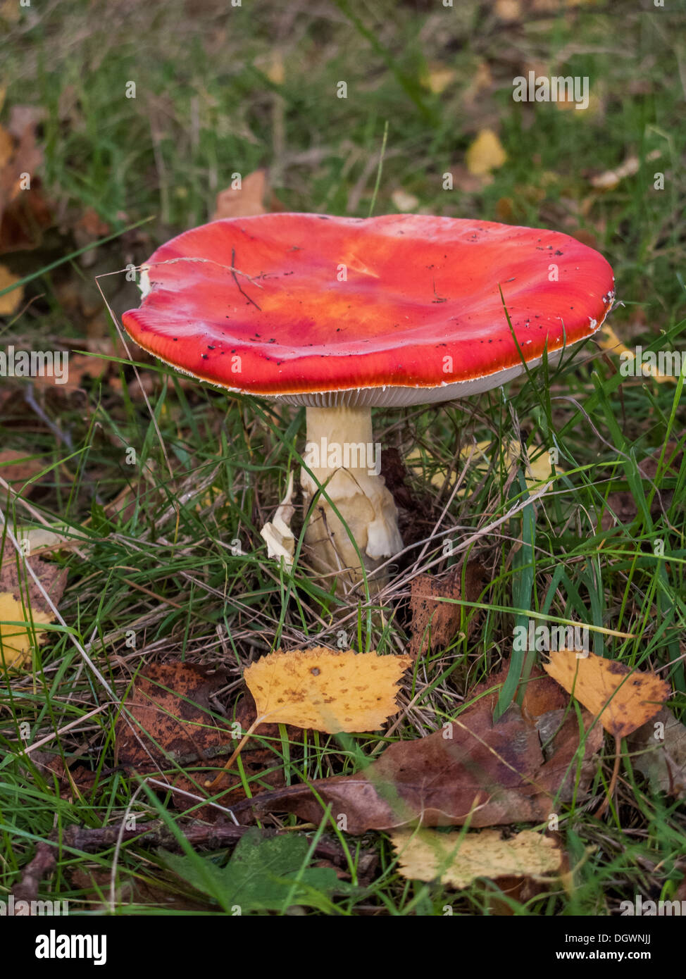 Sickener toadstool, Russula emetica, growing under birch trees on Able ...