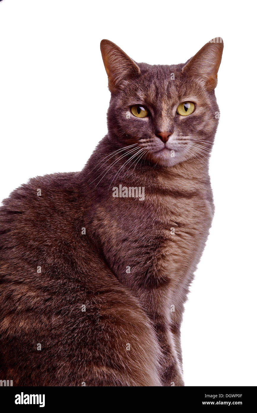 Female tabby cat hi-res stock photography and images - Alamy