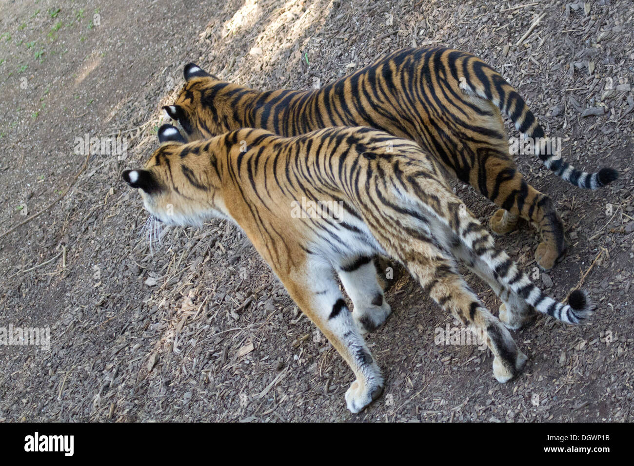 Sumatran Tiger Vs Siberian Tiger