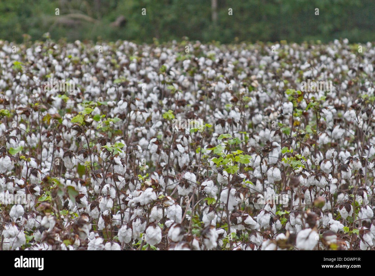 Field of cotton hi-res stock photography and images - Alamy