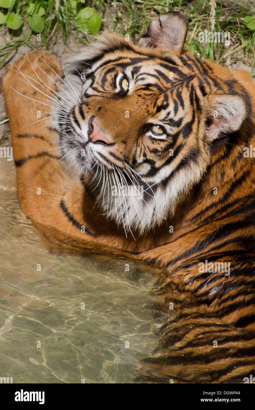 Tiger in water Stock Photo - Alamy