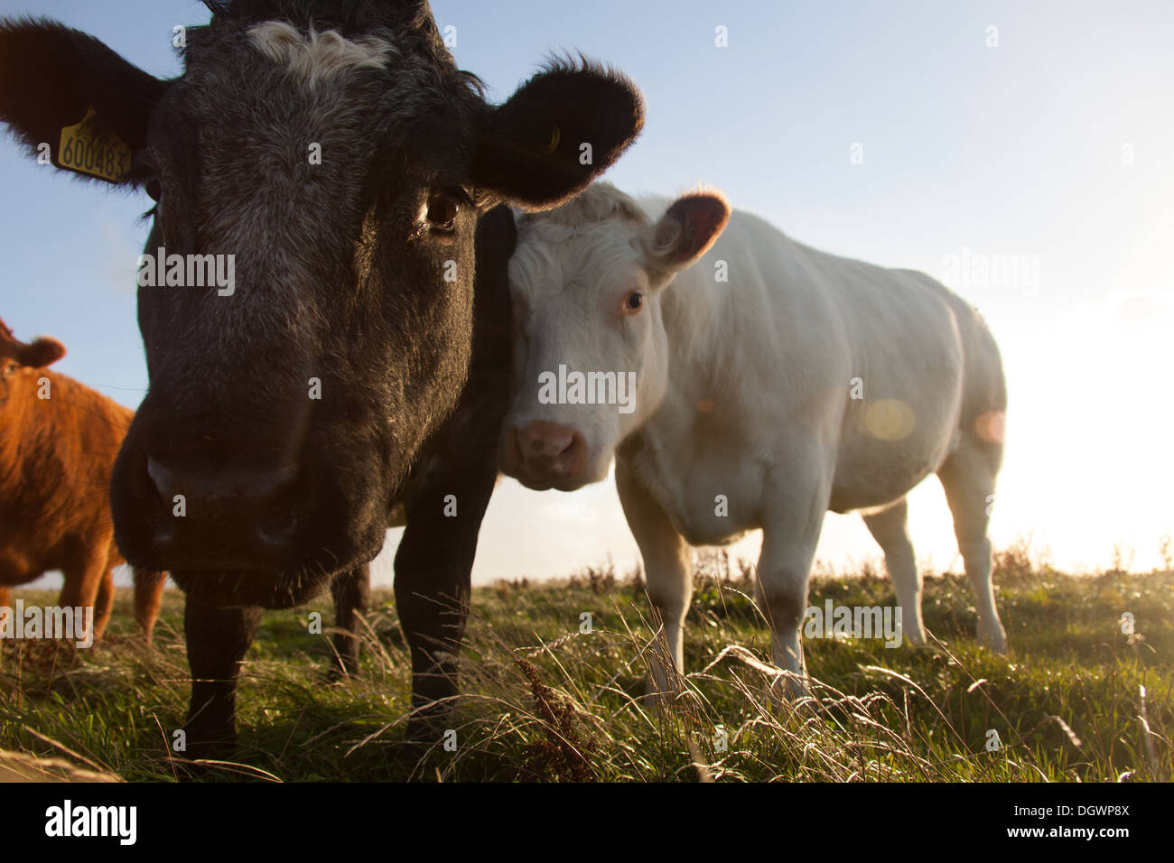 Islands of Orkney, Scotland. Close up view of cattle grazing on Orkney ...