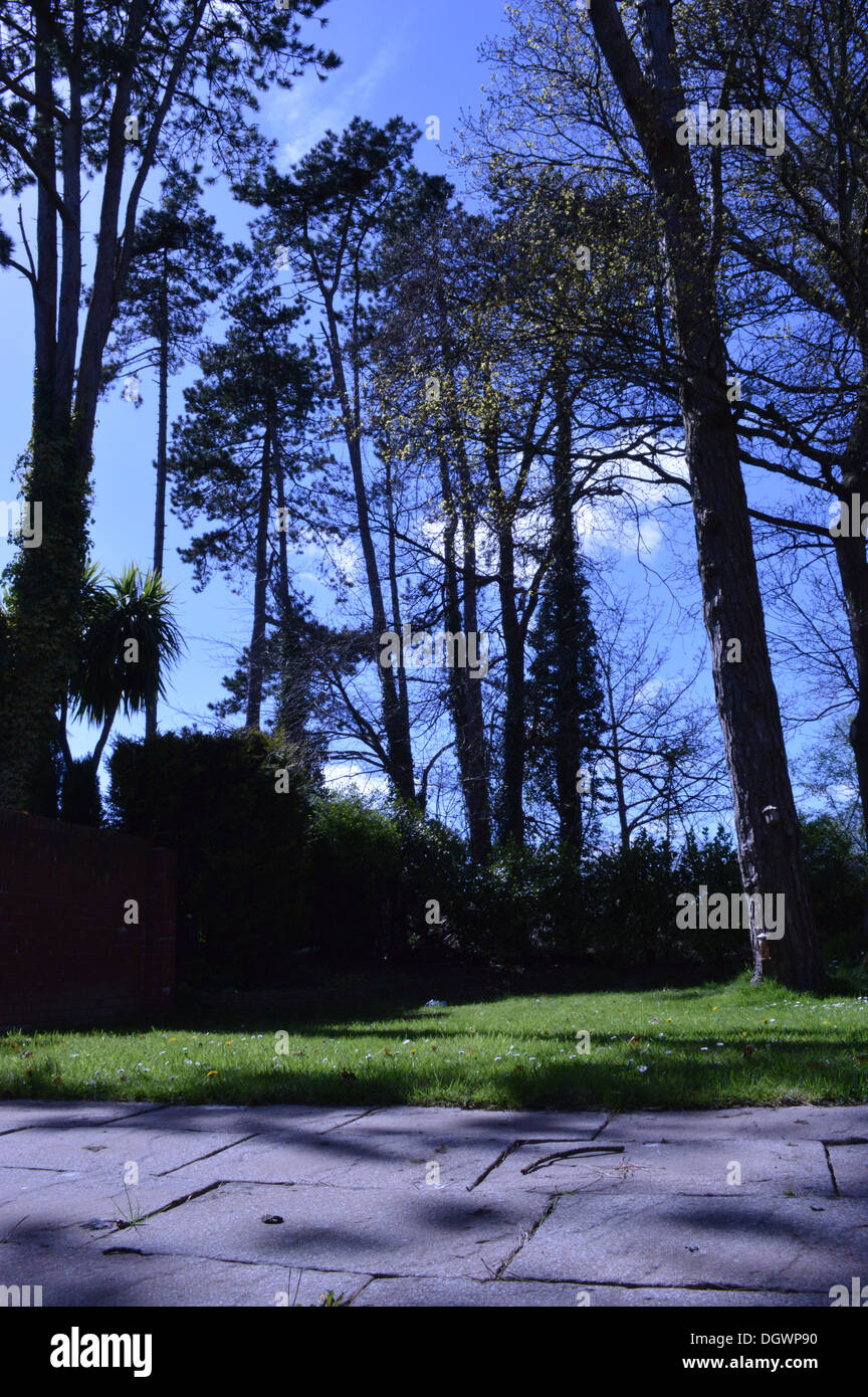Trees paving hi-res stock photography and images - Alamy