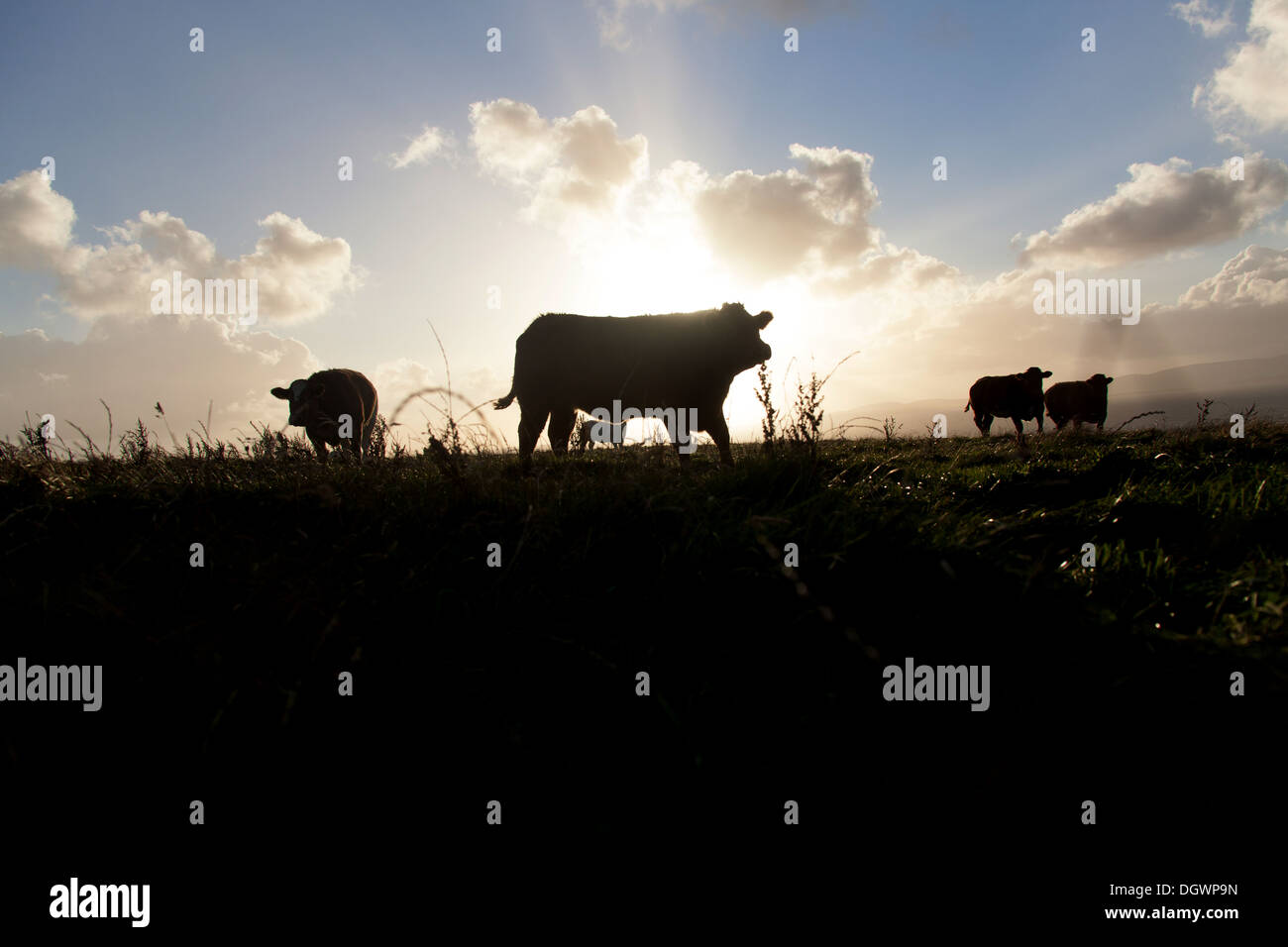 Orkney cattle hi-res stock photography and images - Alamy