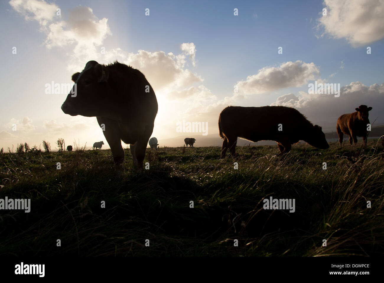 Islands of Orkney, Scotland. Cattle grazing on Orkney’s South Ronaldsay ...