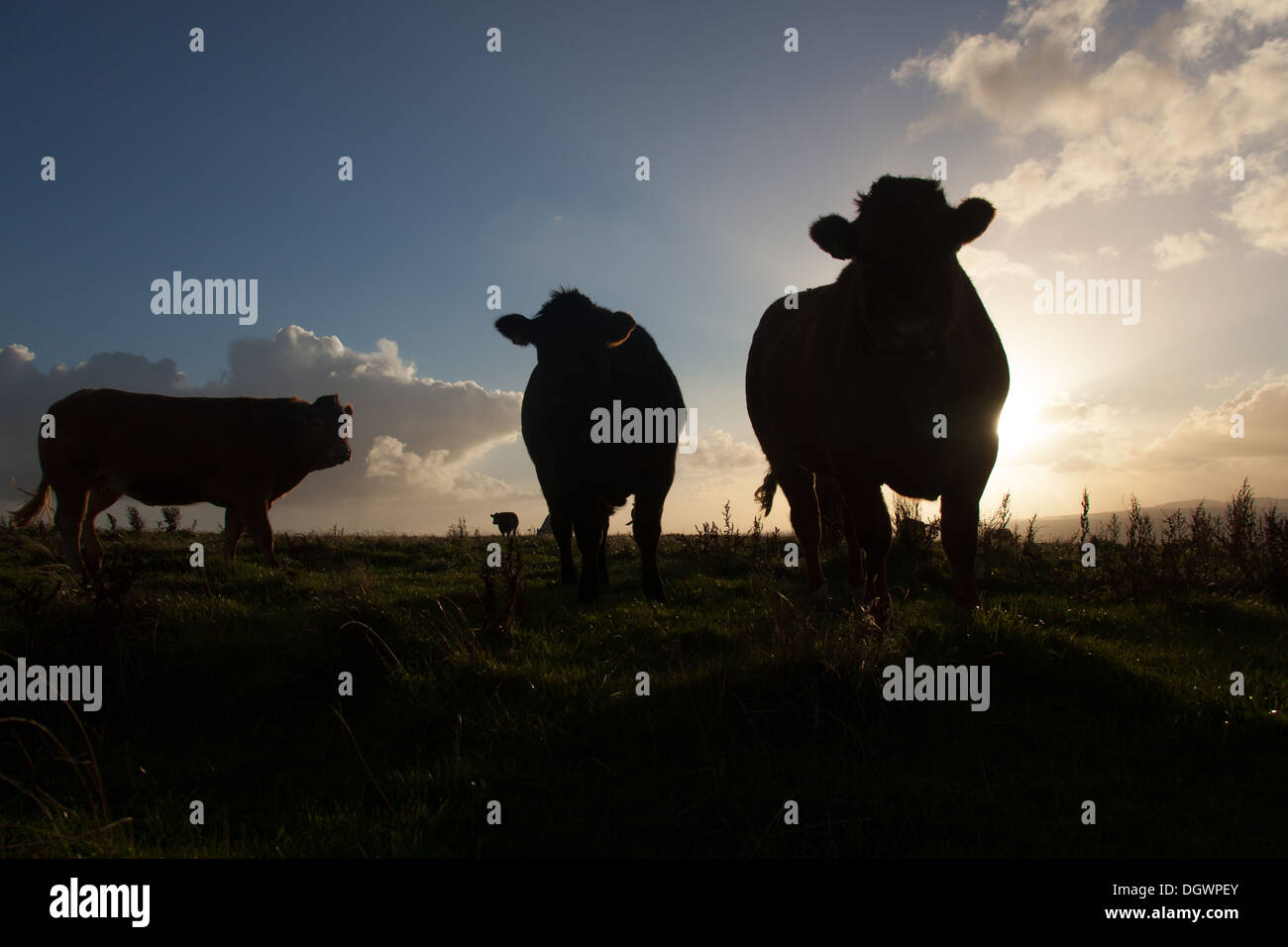 Islands of Orkney, Scotland. Cattle grazing on Orkney’s South Ronaldsay ...
