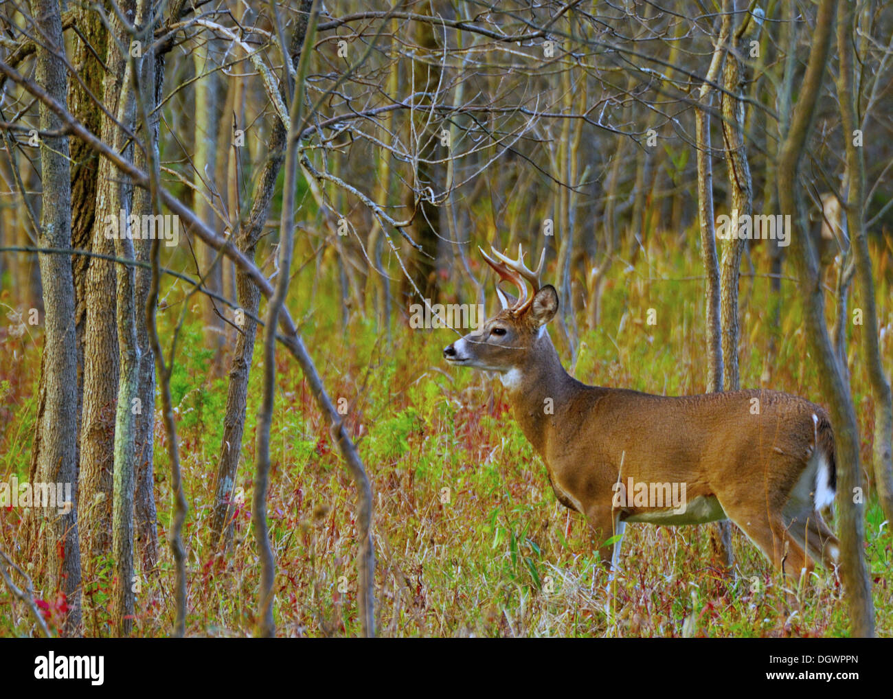 Buck mammal wildlife hi-res stock photography and images - Alamy