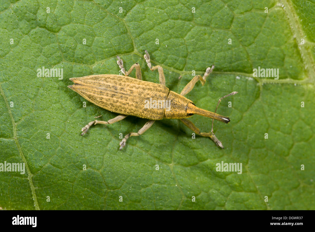 Rare insects hi-res stock photography and images - Alamy