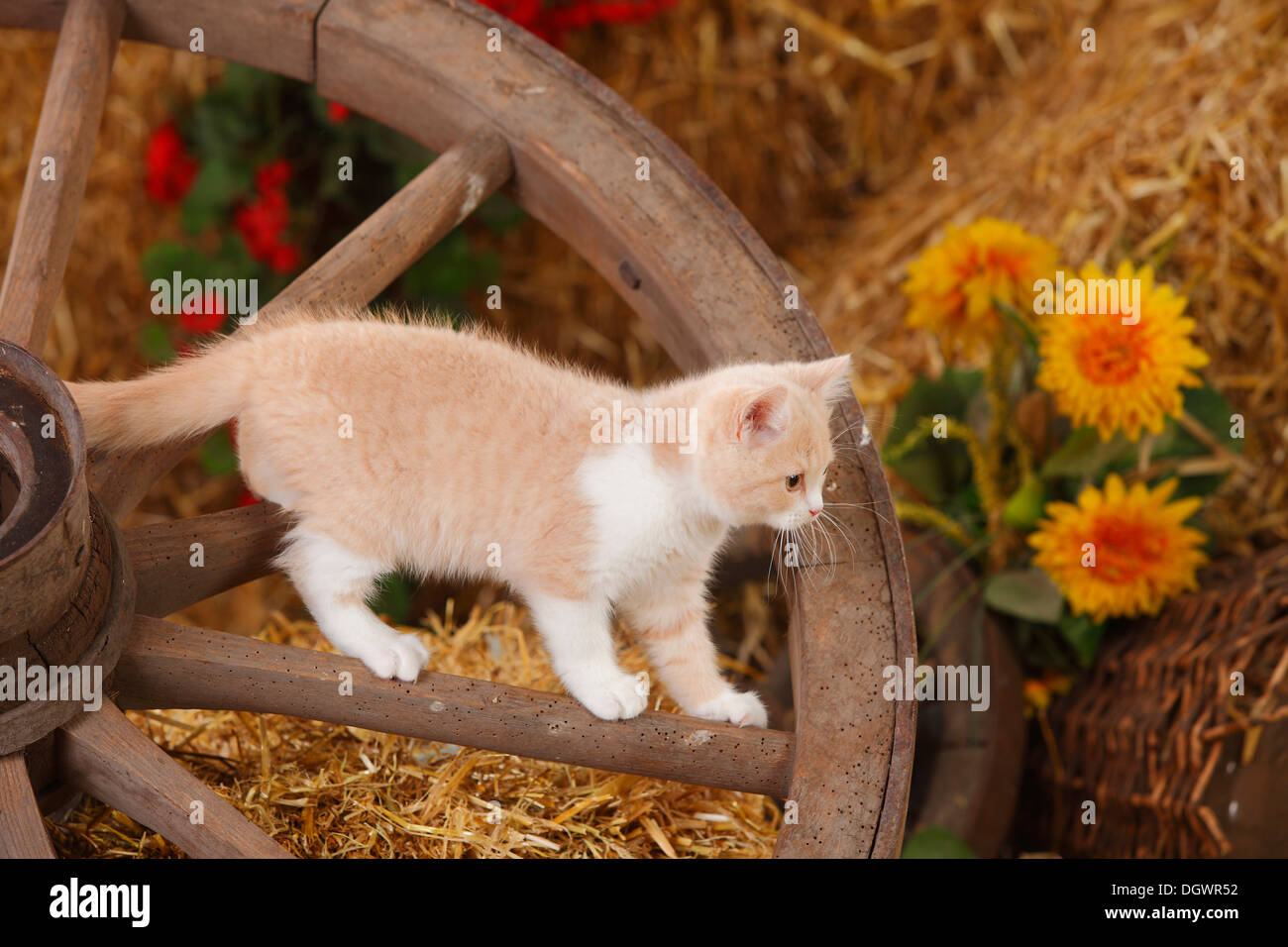 British Shorthair Cat, kitten, 10 weeks, cream-white, cartwheel Stock ...