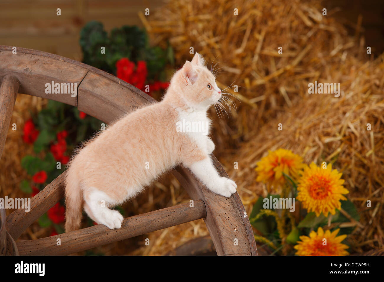 British Shorthair Cat, kitten, 10 weeks, cream-white, cartwheel Stock ...