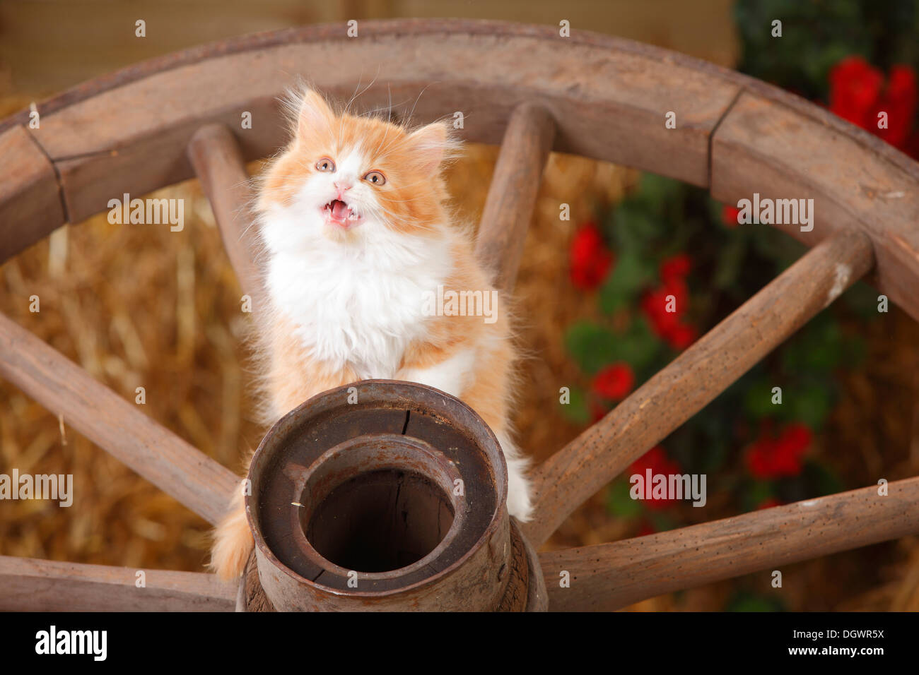 British Longhair Cat, kitten, 10 weeks, red-white, cartwheel |Britische ...