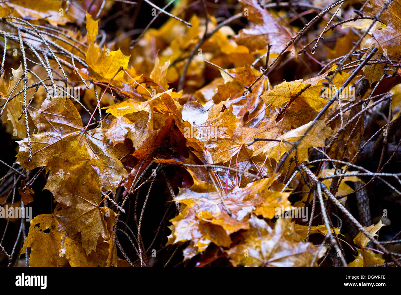 Falling color leaves hi-res stock photography and images - Alamy