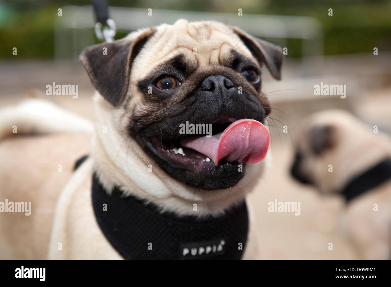 Manchester, UK 26th October, 2013. Wagamama Pugs at the Quays, Trafford ...