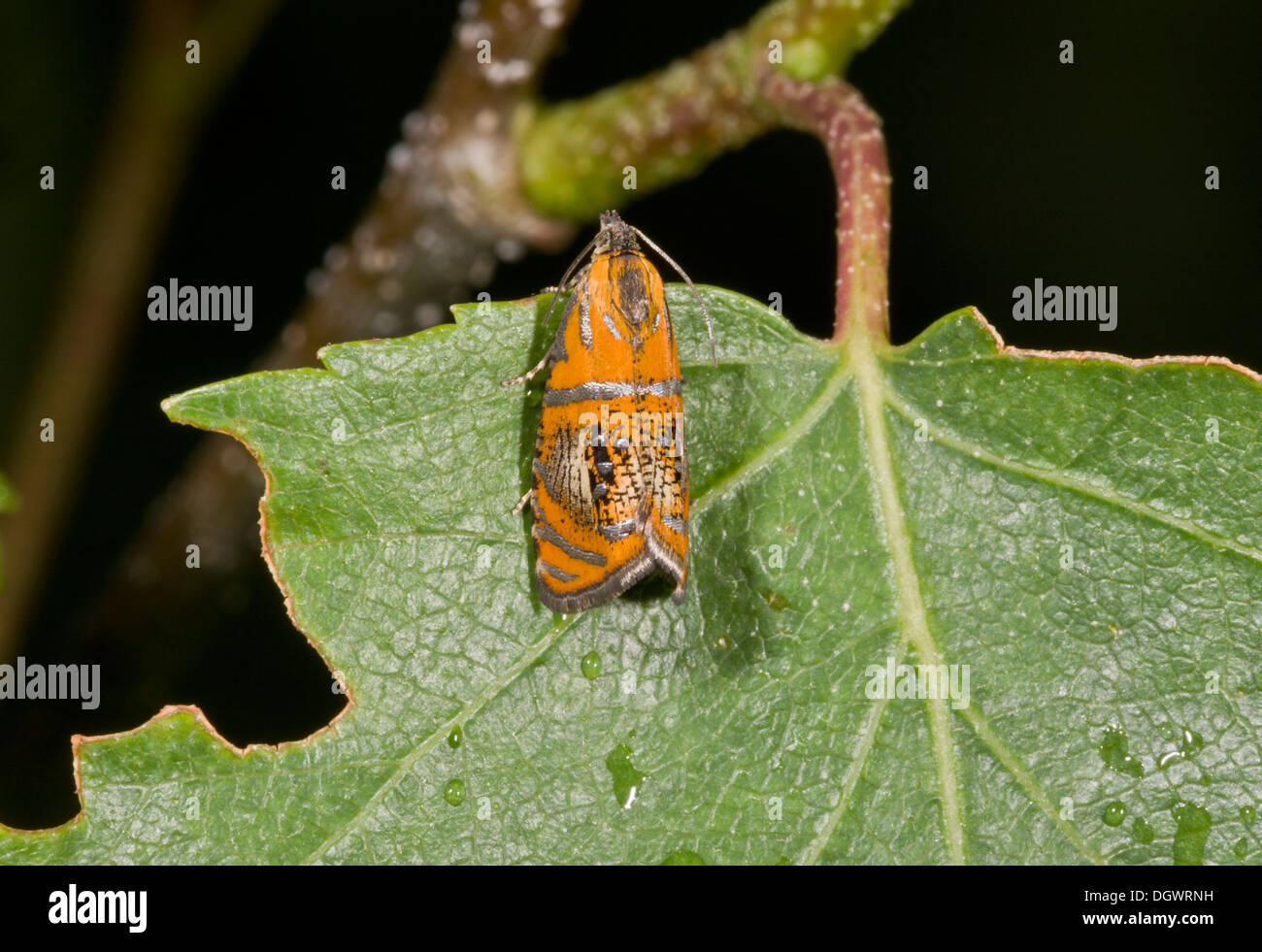 Micro moth High Resolution Stock Photography and Images - Alamy