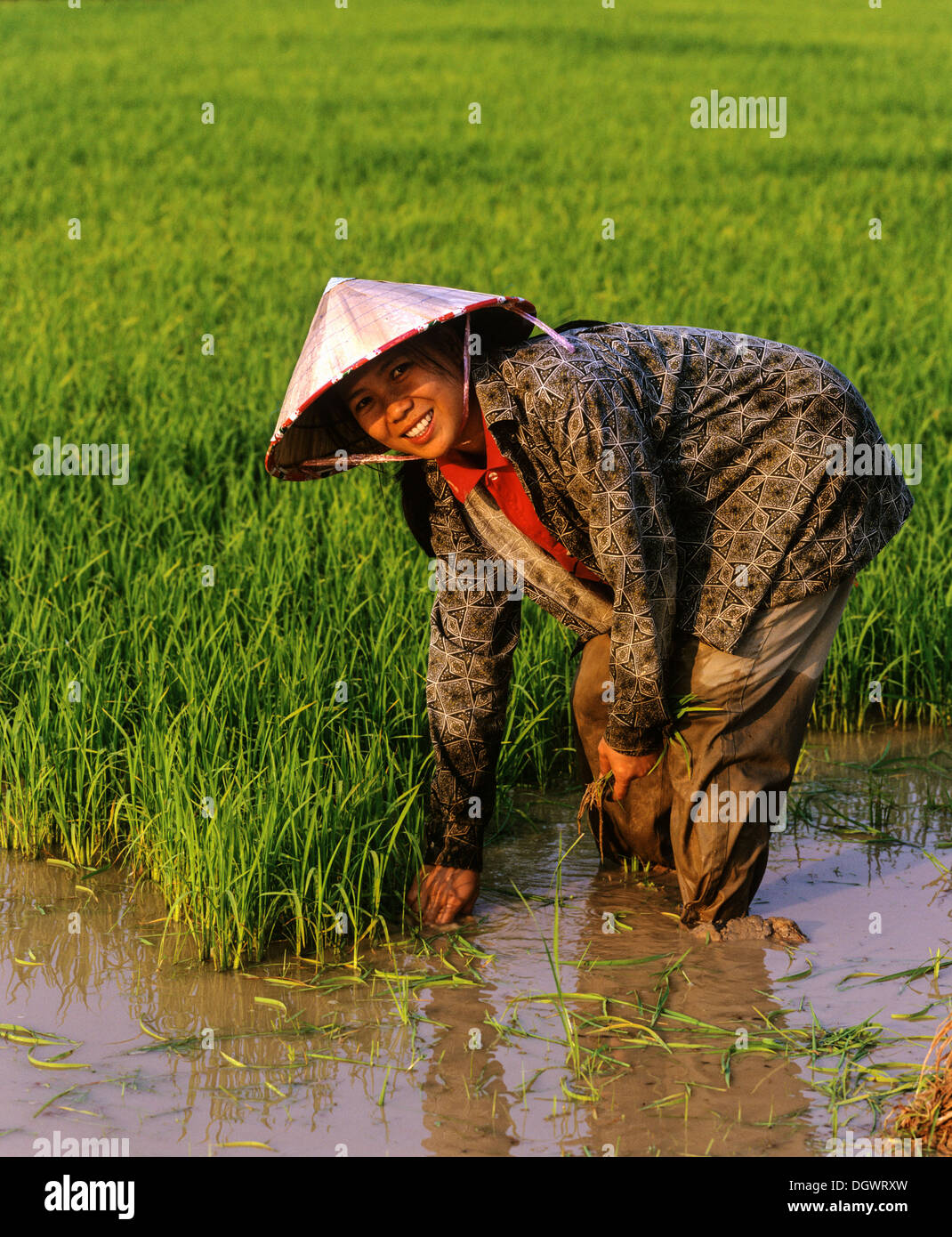 Rice Paddy Worker