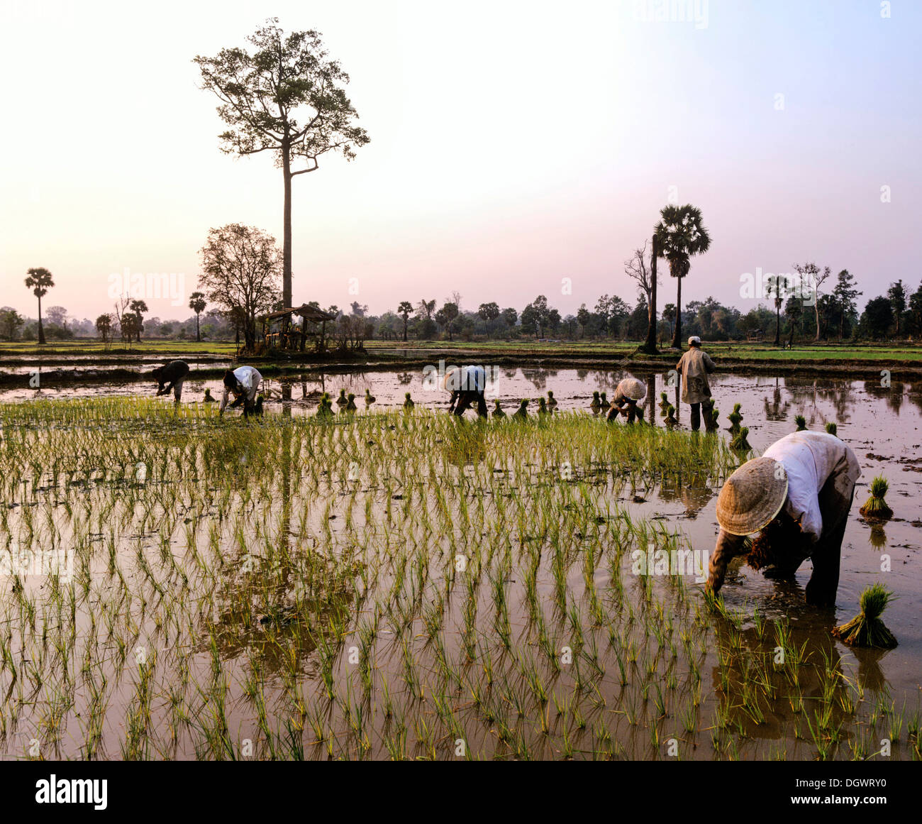 Workers in a rice paddy, rice cultivation, Laos Stock Photo - Alamy