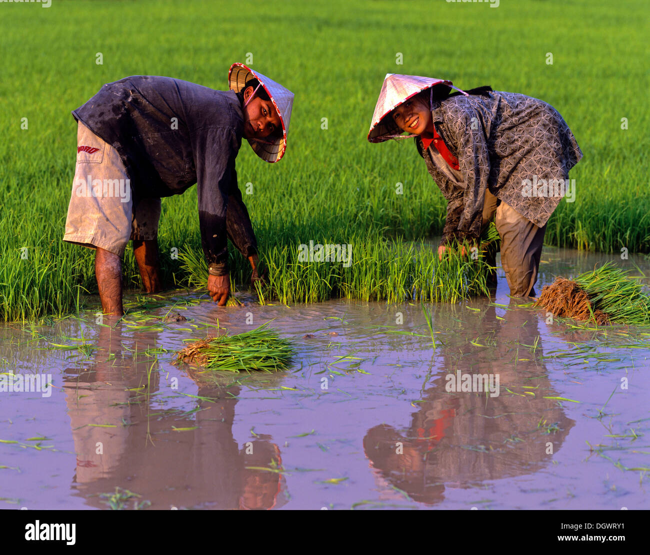 Workers in a rice paddy, rice cultivation, Laos Stock Photo - Alamy