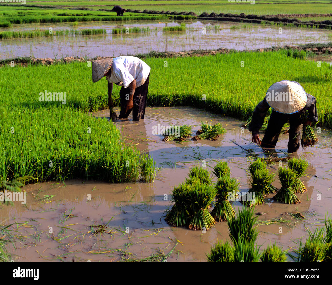 Asia paddy field two workers hi-res stock photography and images - Alamy
