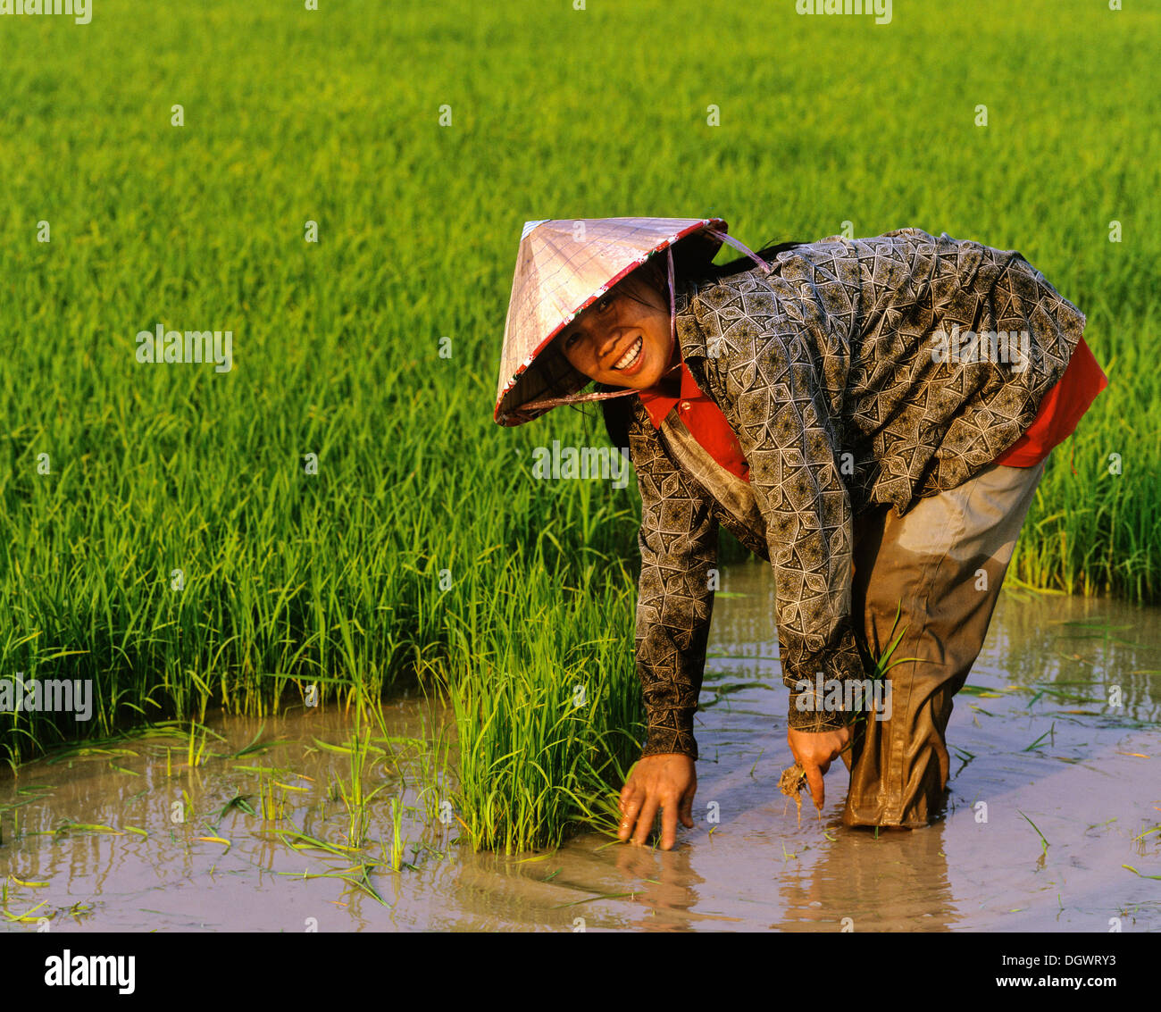 Female worker in a rice paddy, rice cultivation, Laos Stock Photo - Alamy