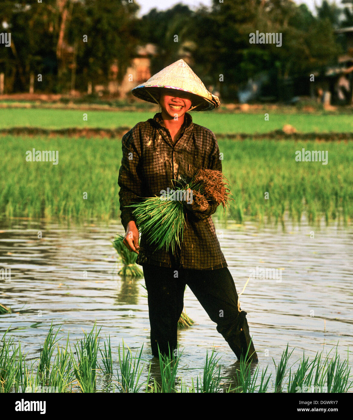 Female worker in a paddy paddy, rice cultivation, Laos Stock Photo - Alamy