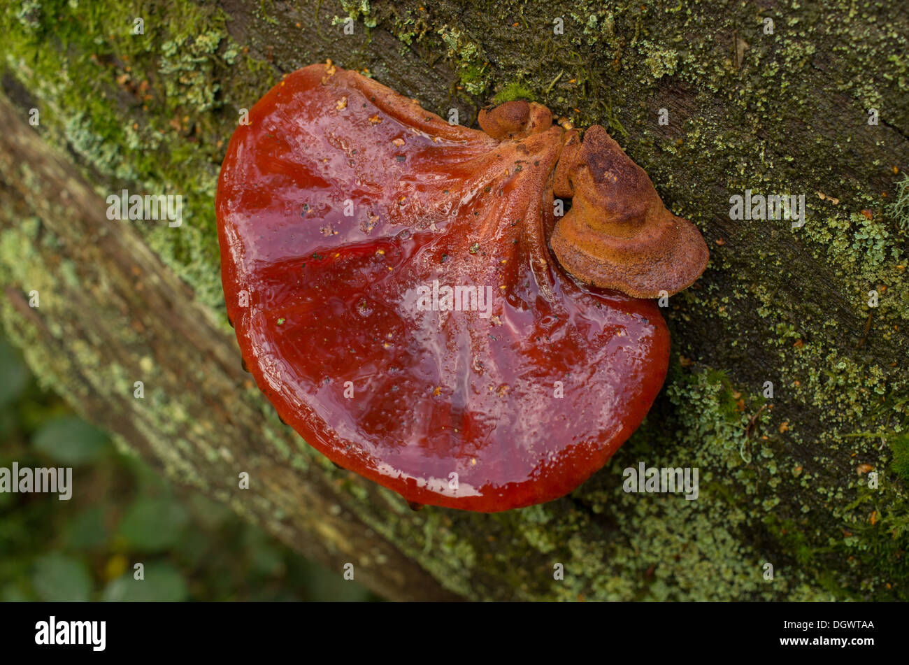 Beef steak fungi hi-res stock photography and images - Alamy