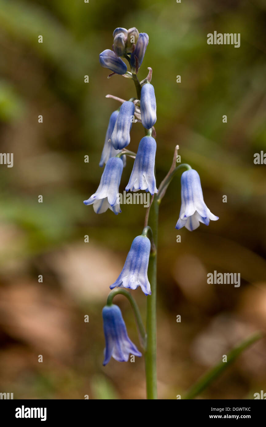 Brimeura hi-res stock photography and images - Alamy