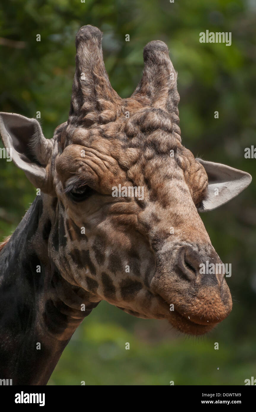 giraffe head Stock Photo - Alamy