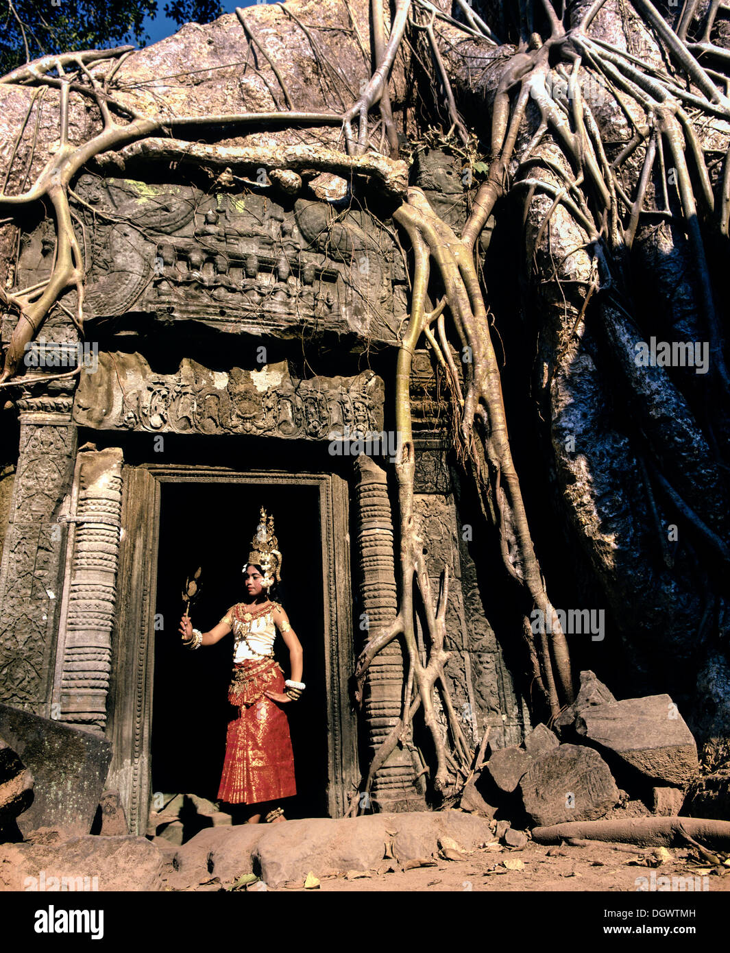 Ta Prohm temple overgrown with huge roots of Tetrameles nudiflora ...