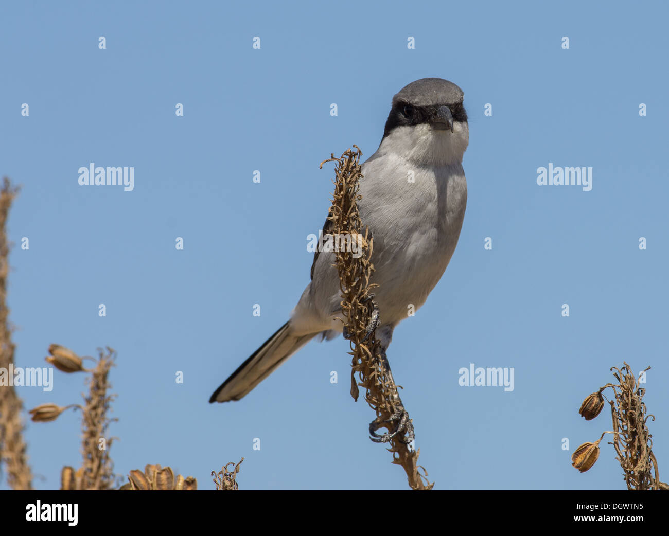 Desert Grey Shrike Stock Photo - Alamy