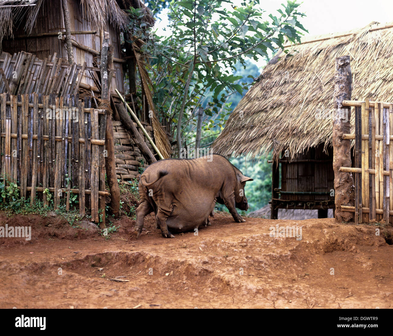 Pregnant pig in an Akha village on the Burmese border in the west of ...