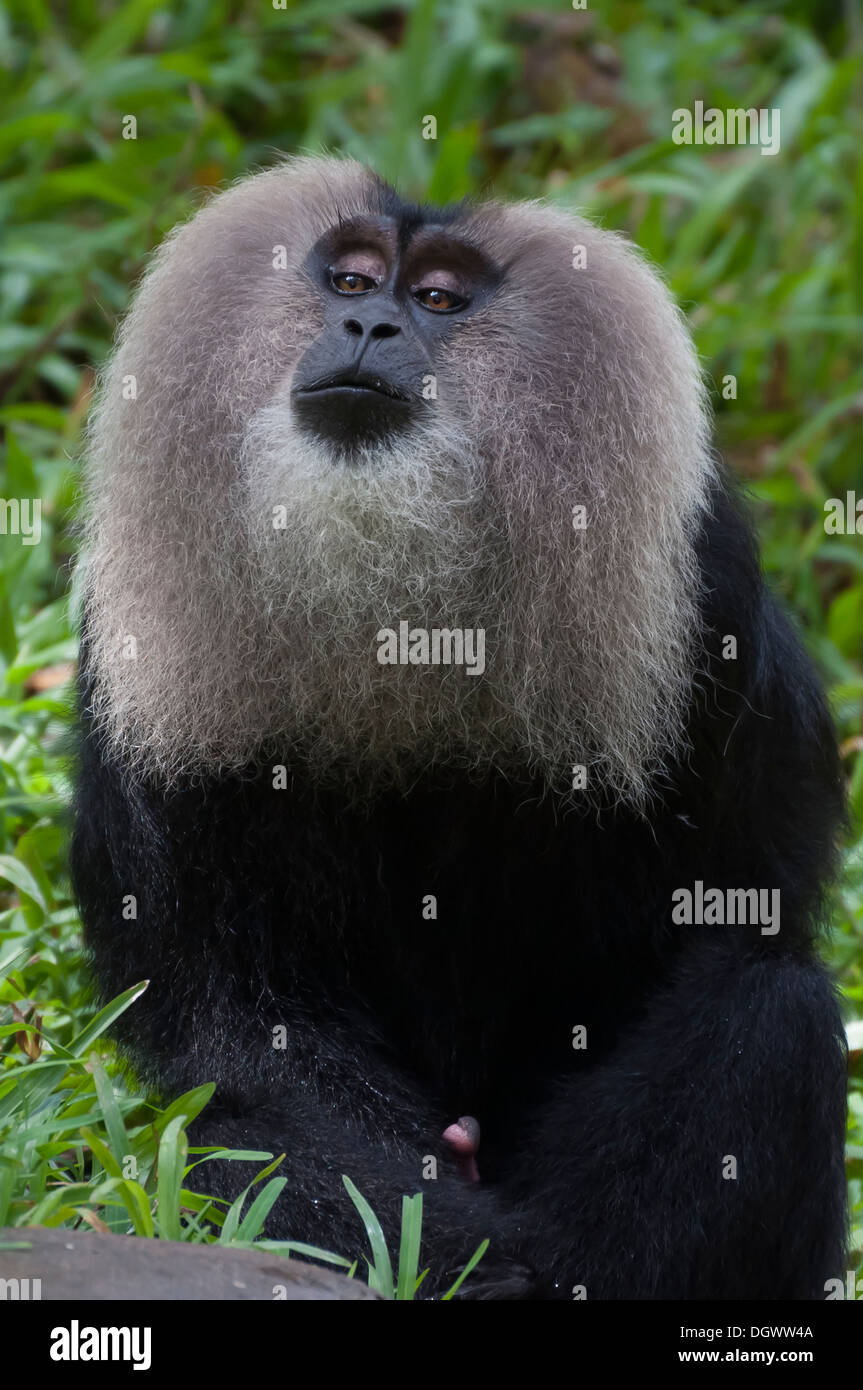 Lion tailed macaque wanderoo hi-res stock photography and images - Alamy