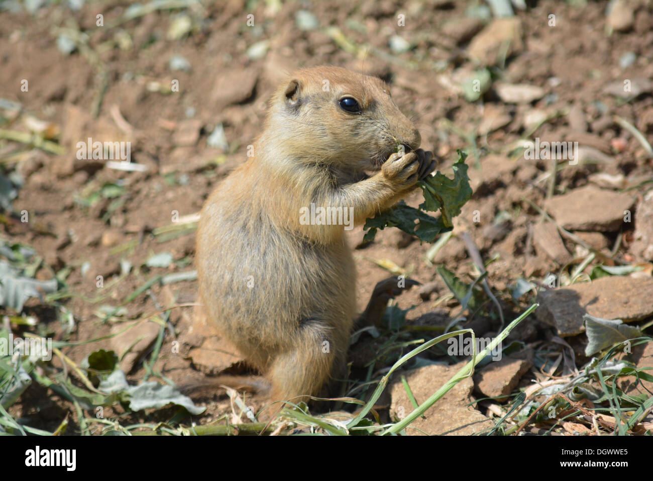Mexican Prairie Dog