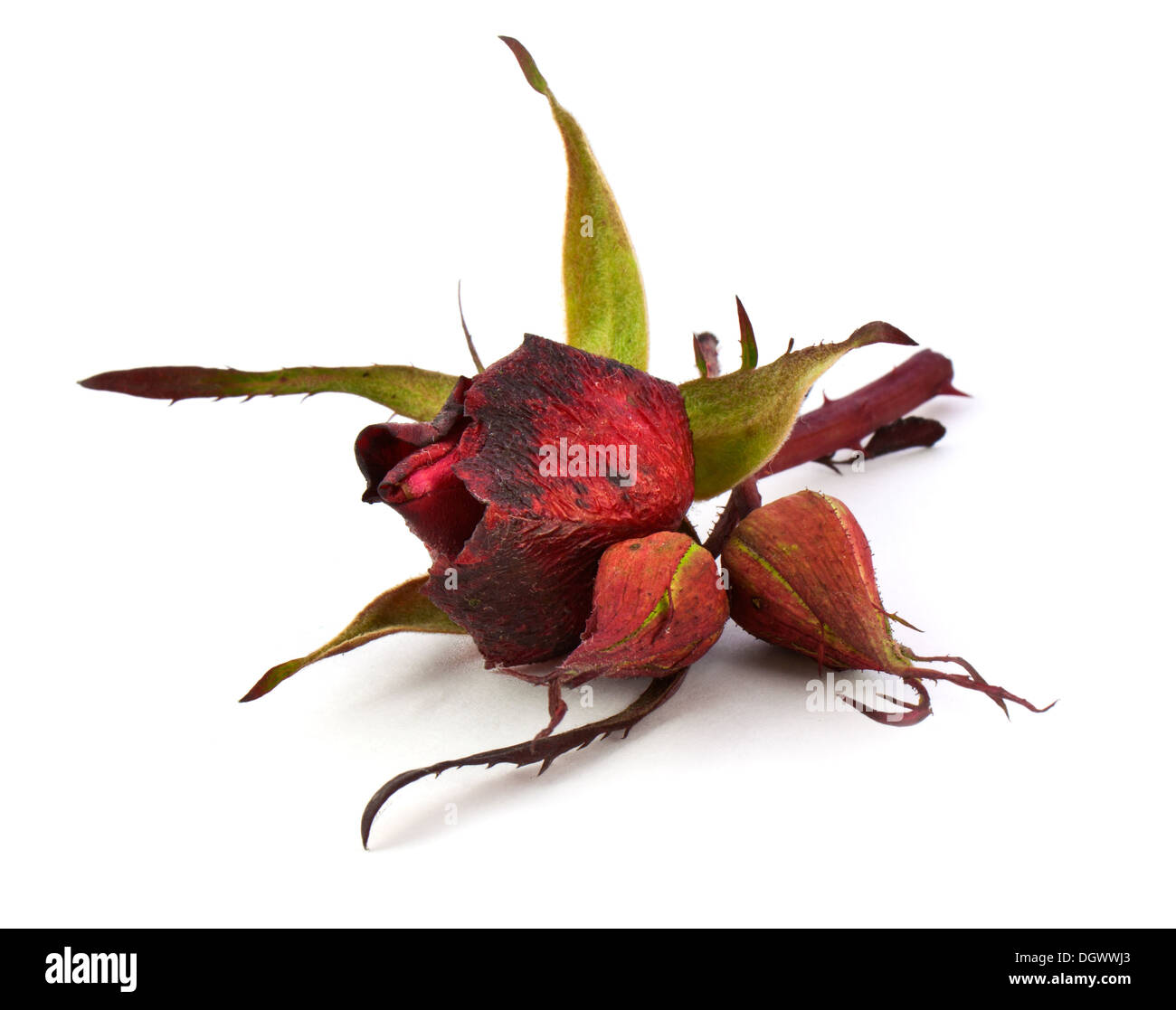 Dry rose isolated on white background Stock Photo - Alamy