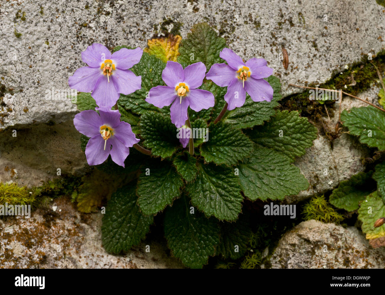 Pyrenean Ramonda / Pyrenean violet, Ramonda myconi (R. pyrenaica) - a ...