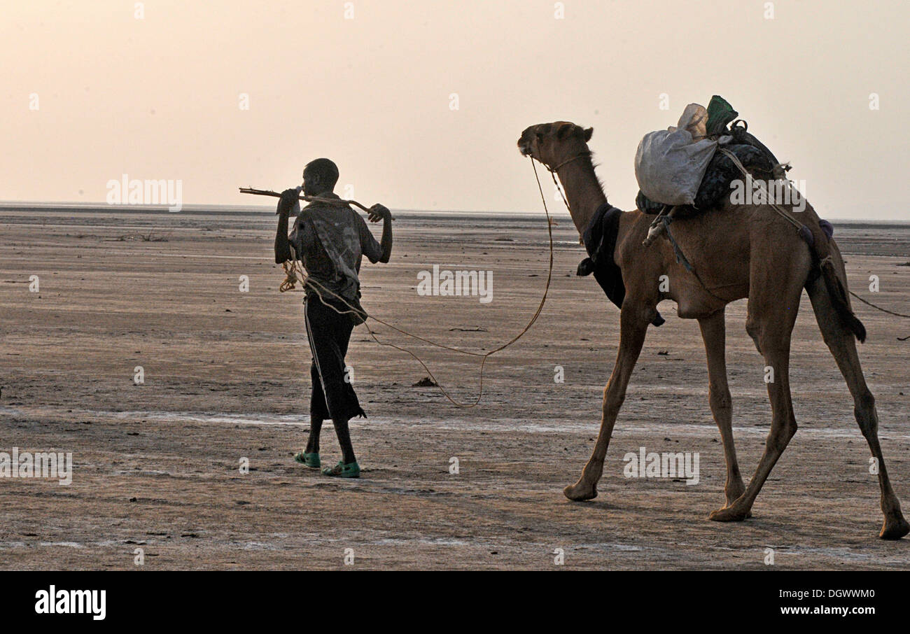 Ethiopian camel hi-res stock photography and images - Alamy