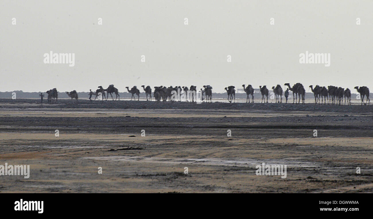 Danakil desert Ethiopia, salt mining camel trains Stock Photo - Alamy
